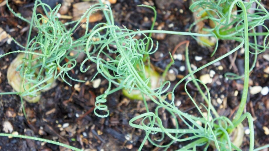 How to Plant, Grow, and Care for Albuca Spiralis