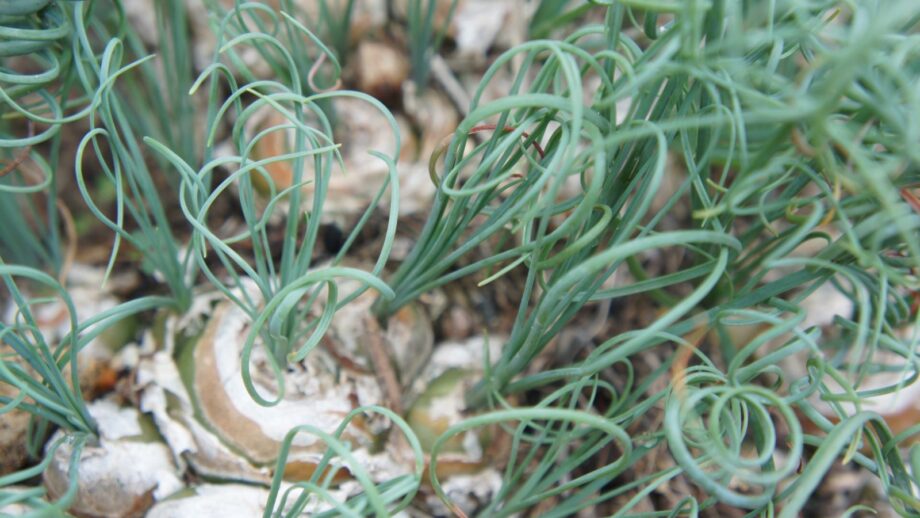 How to Plant, Grow, and Care for Albuca Spiralis