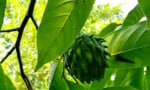 Atemoya Tree: A Mini Soursop With Big Flavor - Epic Gardening