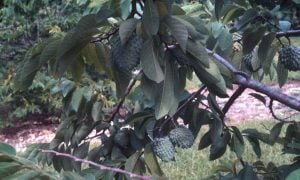 Atemoya Tree: A Mini Soursop With Big Flavor - Epic Gardening