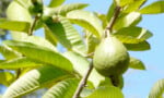 Guava Tree: Nutritious Tropical Fruit At Home - Epic Gardening