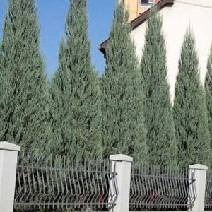 12 Columnar Trees You Must Grow - Epic Gardening