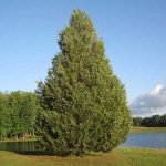 12 Columnar Trees You Must Grow - Epic Gardening
