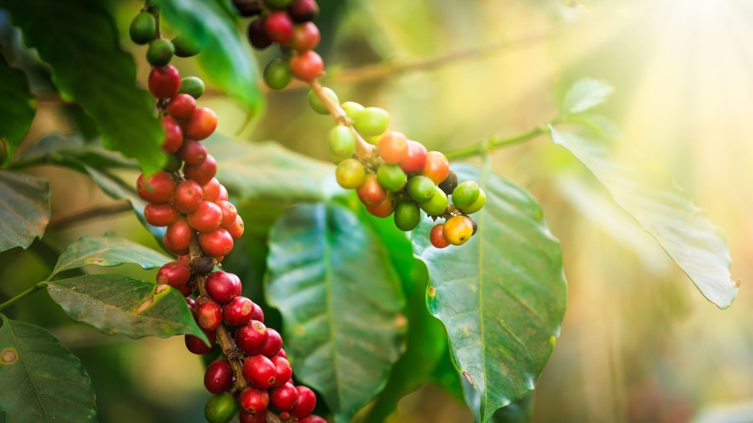 How to Plant, Grow, and Care for Coffee Plants