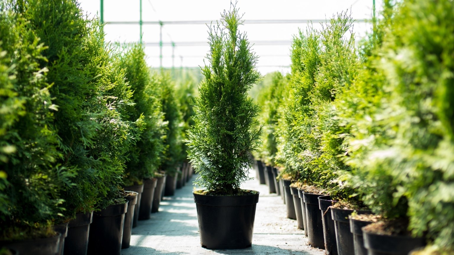 12 Narrow Columnar Trees for Small Spaces - Epic Gardening