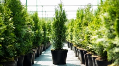 12 Narrow Columnar Trees for Small Spaces - Epic Gardening
