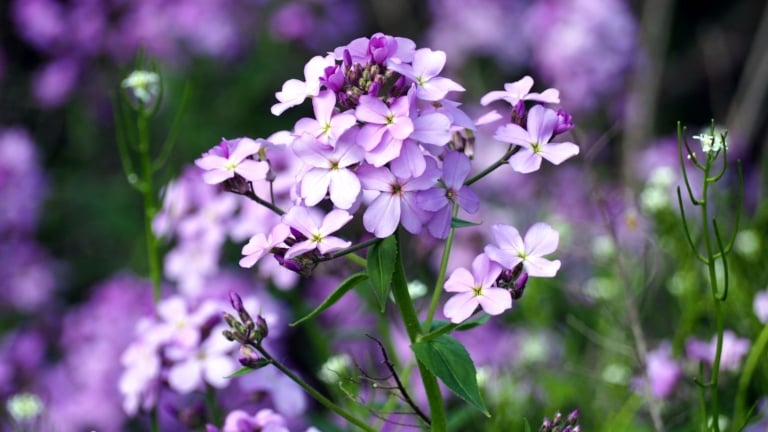 How to Plant, Grow, and Care for Dame’s Rocket