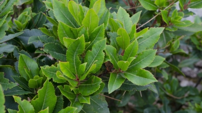 How to Plant, Grow, and Care for Bay Laurel