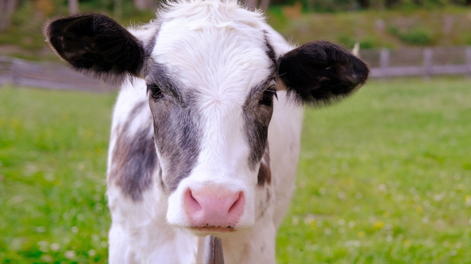 The Best Way to Use Cow Manure in the Garden