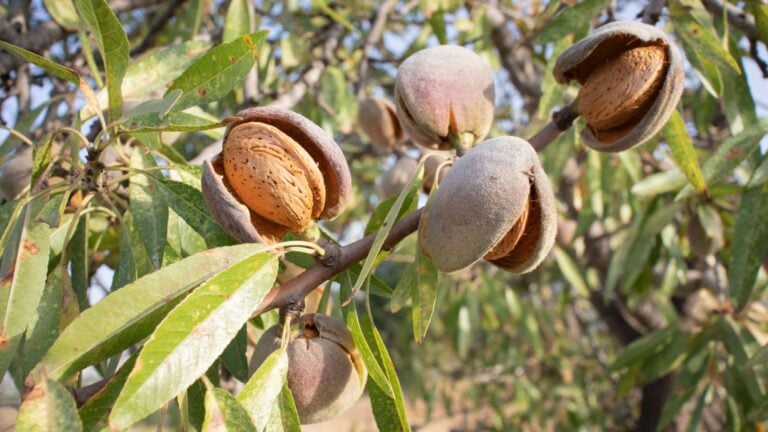 How to Plant, Grow, and Care for an Almond Tree