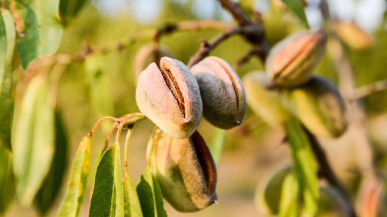 How to Plant, Grow, and Care for an Almond Tree