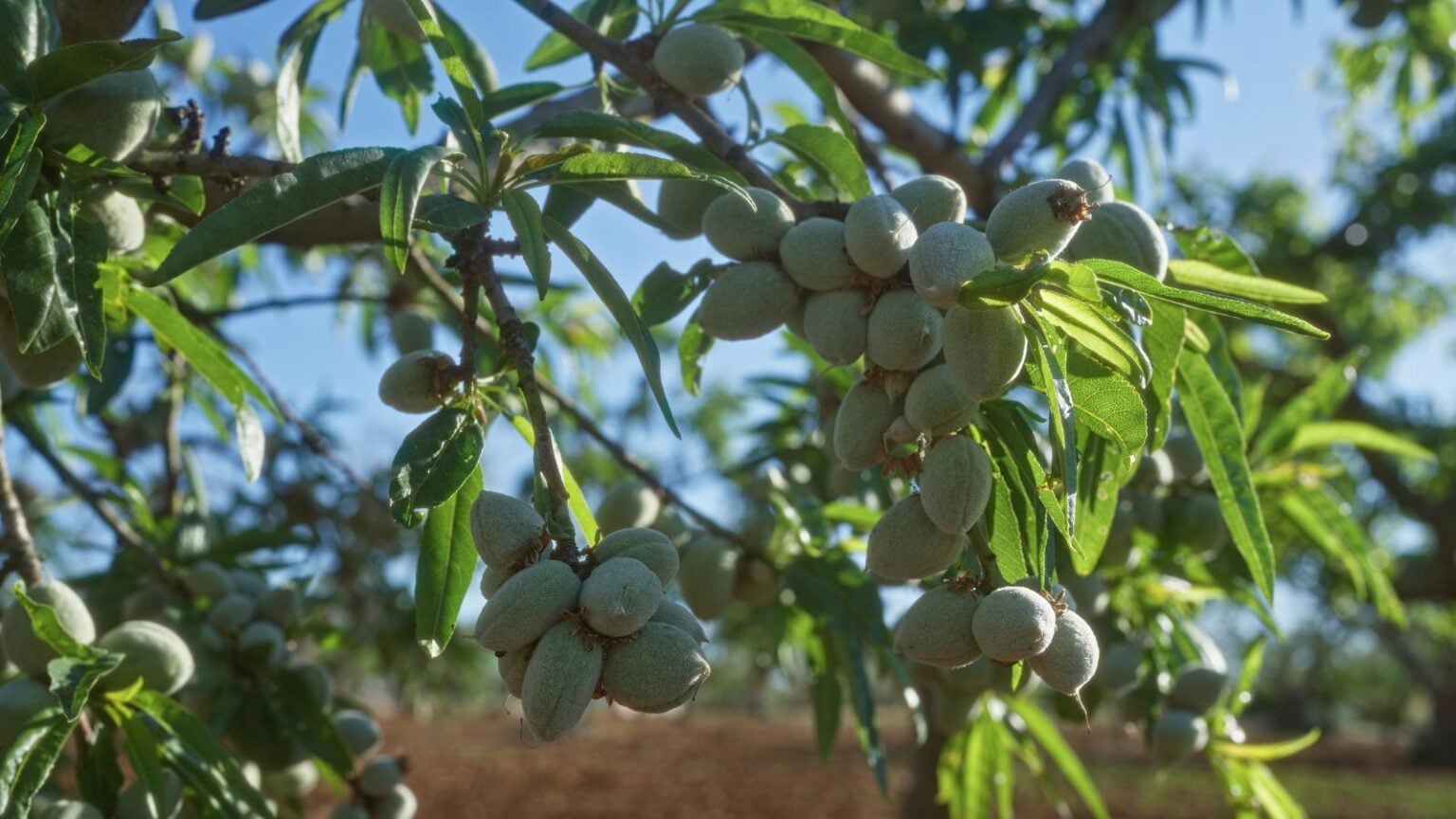 How to Plant, Grow, and Care for an Almond Tree
