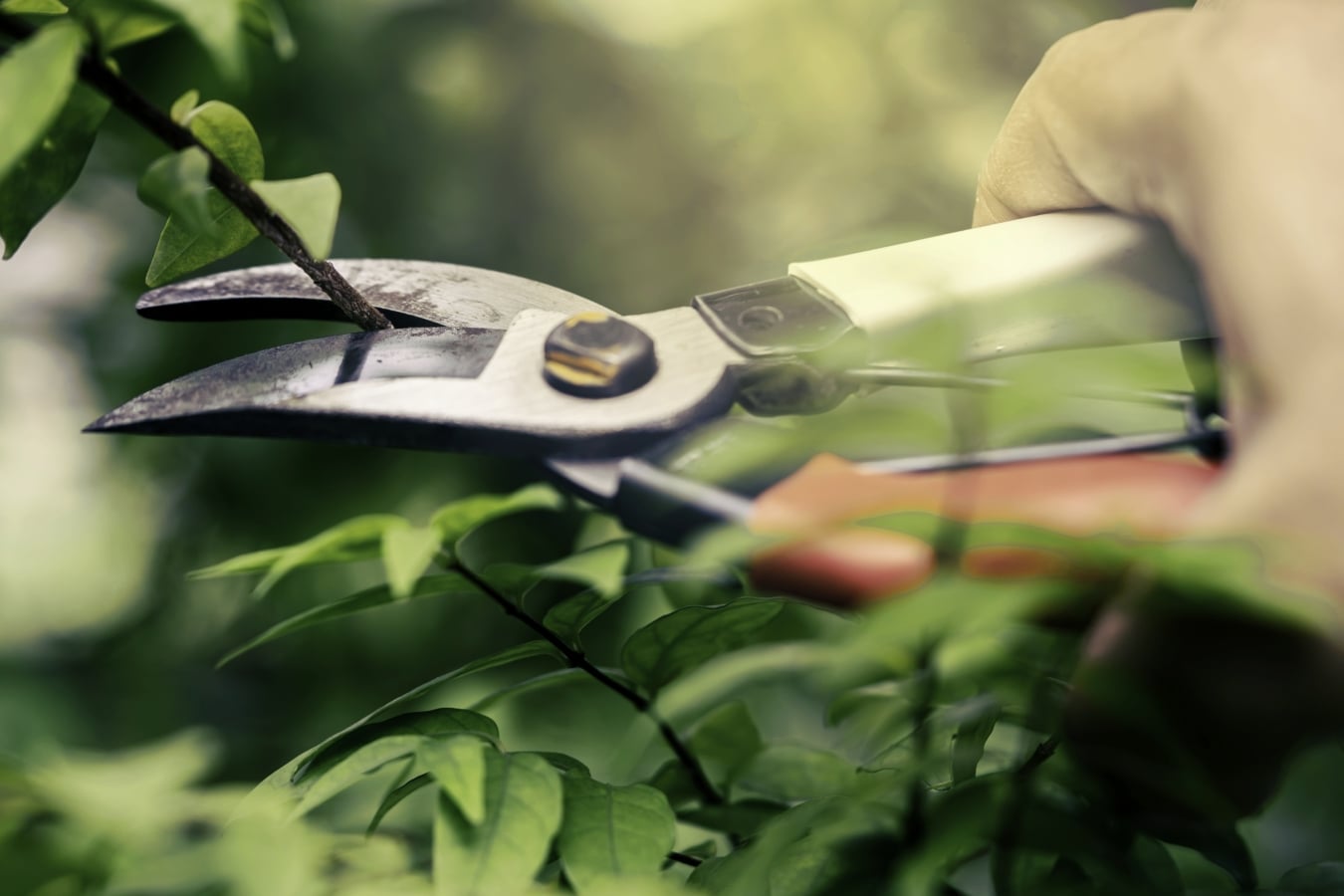 How to Plant and Grow Tea at Home