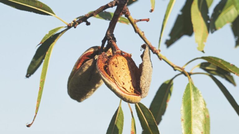 How to Plant, Grow, and Care for an Almond Tree
