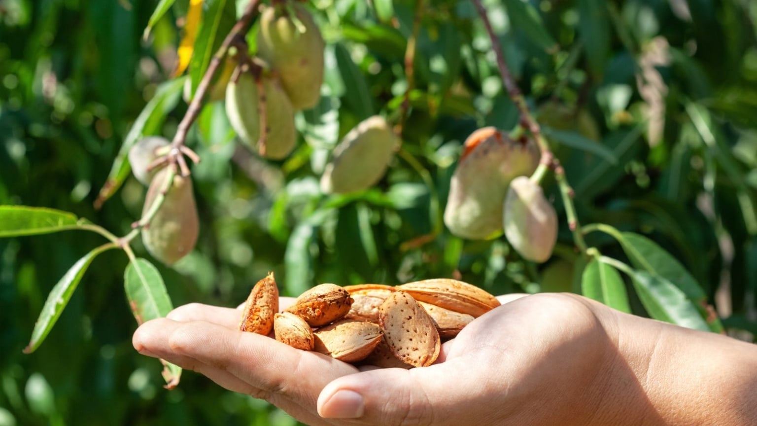 How to Plant, Grow, and Care for an Almond Tree