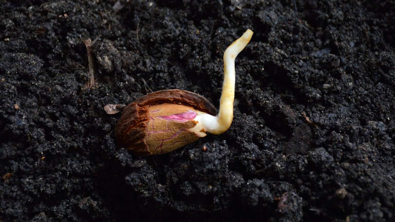 How to Plant, Grow, and Care for an Almond Tree