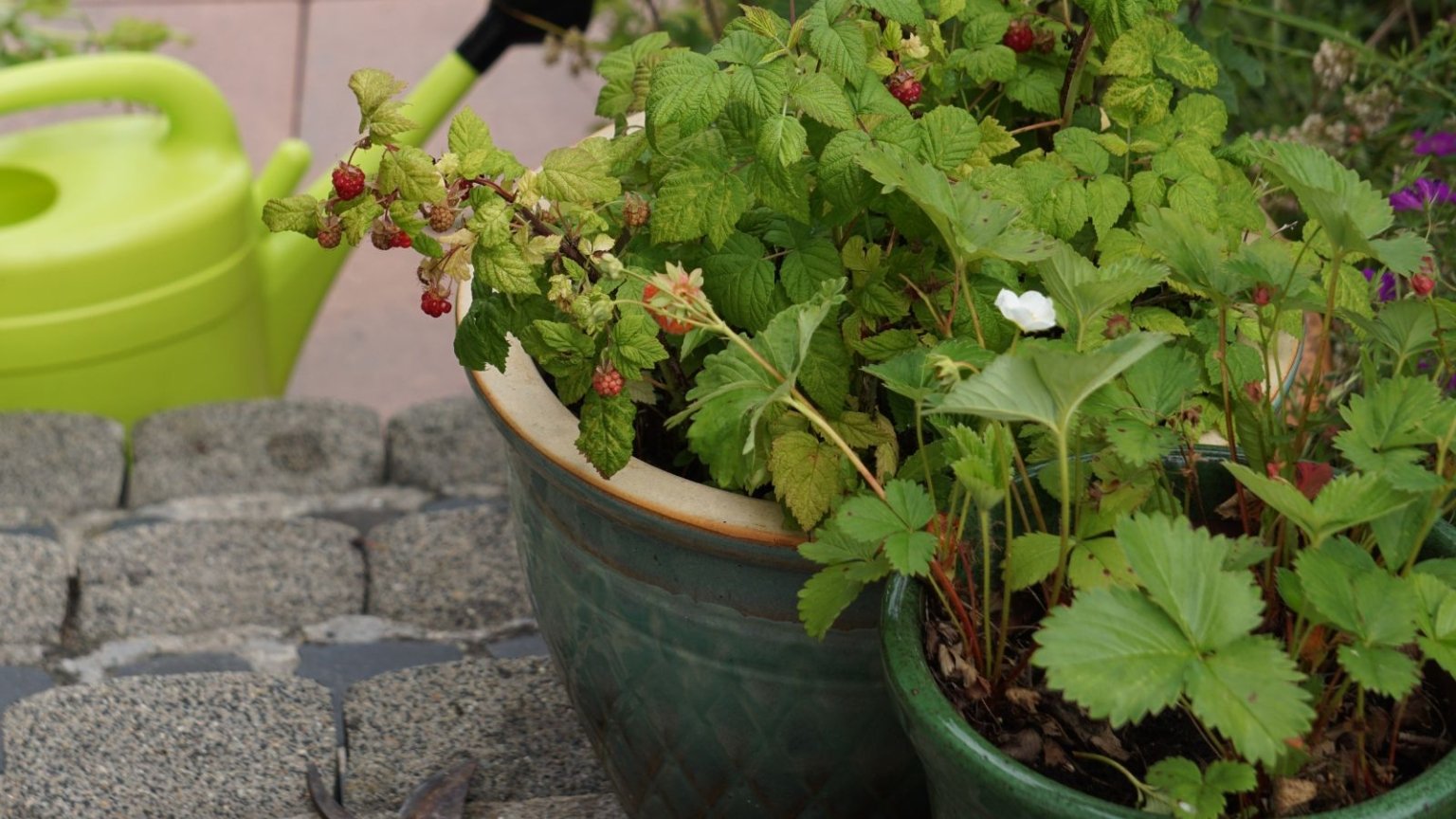 How to Grow Raspberries In Containers