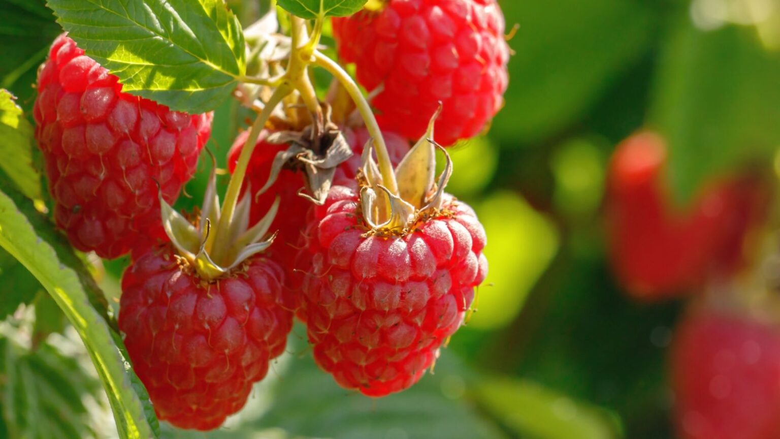 How to Grow Raspberries In Containers
