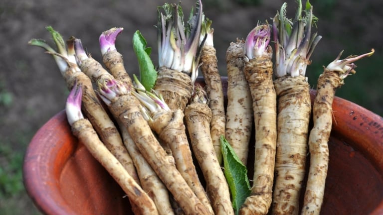 How to Plant, Grow, and Care For Horseradish Plants