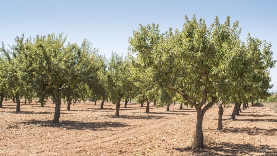 How to Plant, Grow, and Care for an Almond Tree