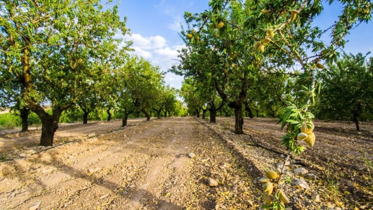How to Plant, Grow, and Care for an Almond Tree