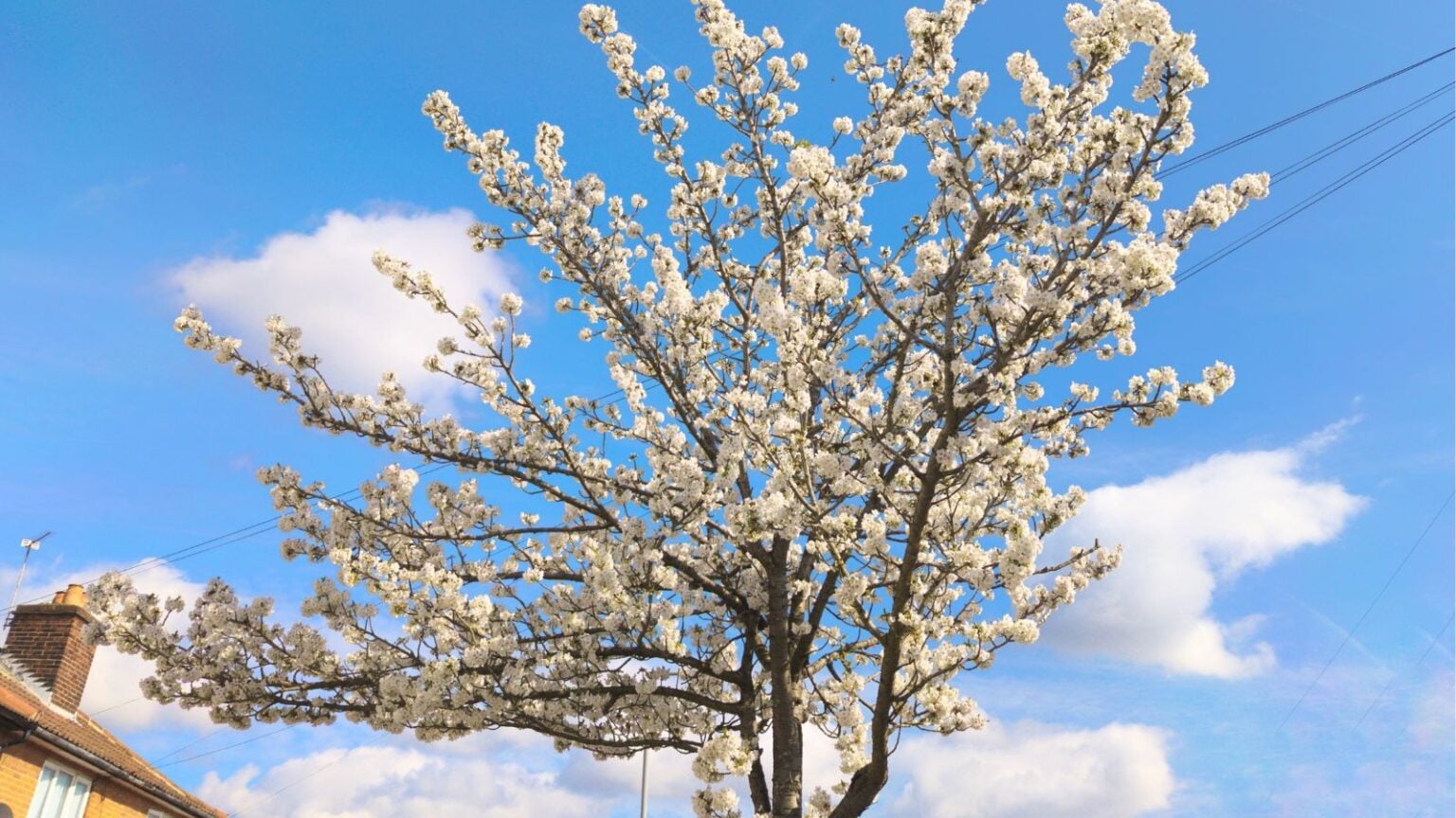 How to Plant, Grow, and Care for an Almond Tree