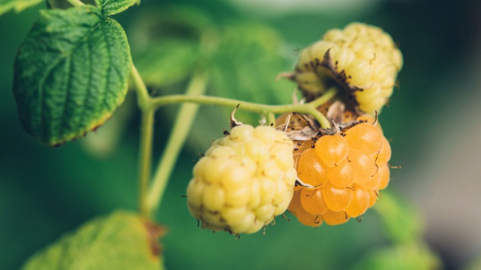 How to Grow Raspberries In Containers