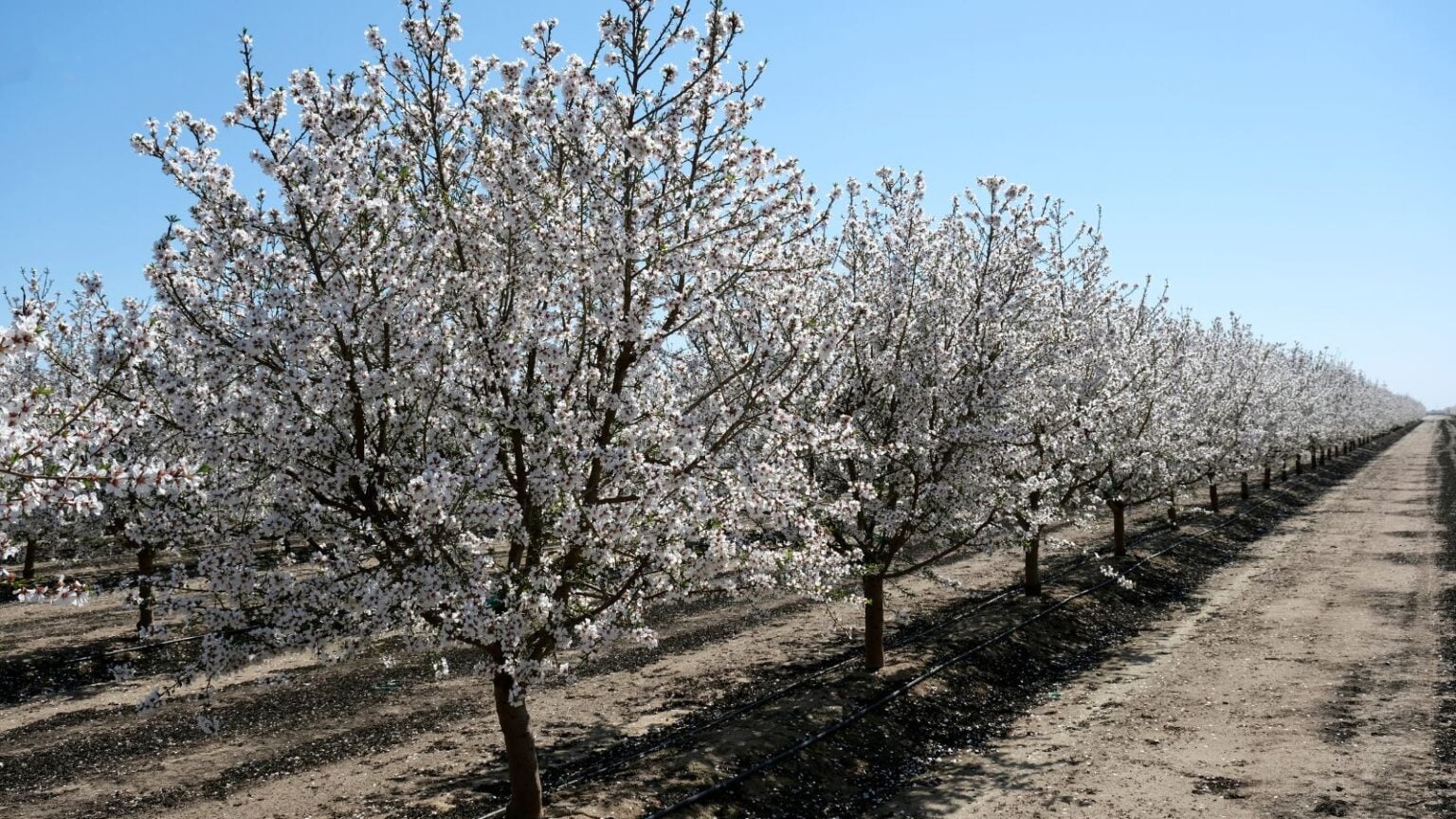 How to Plant, Grow, and Care for an Almond Tree