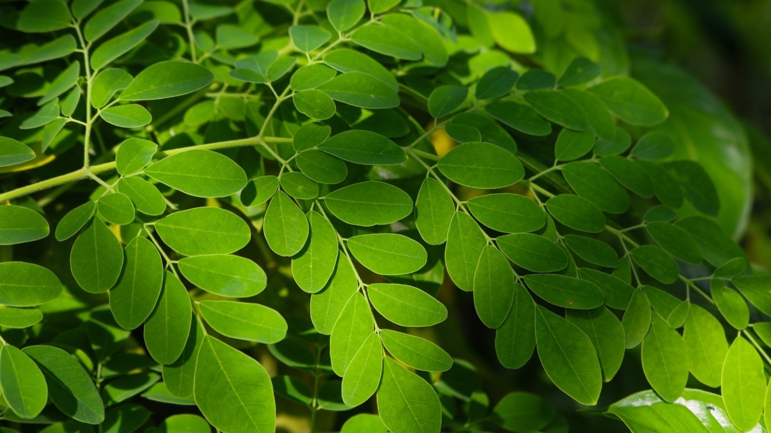 How to Plant, Grow, and Care for Moringa