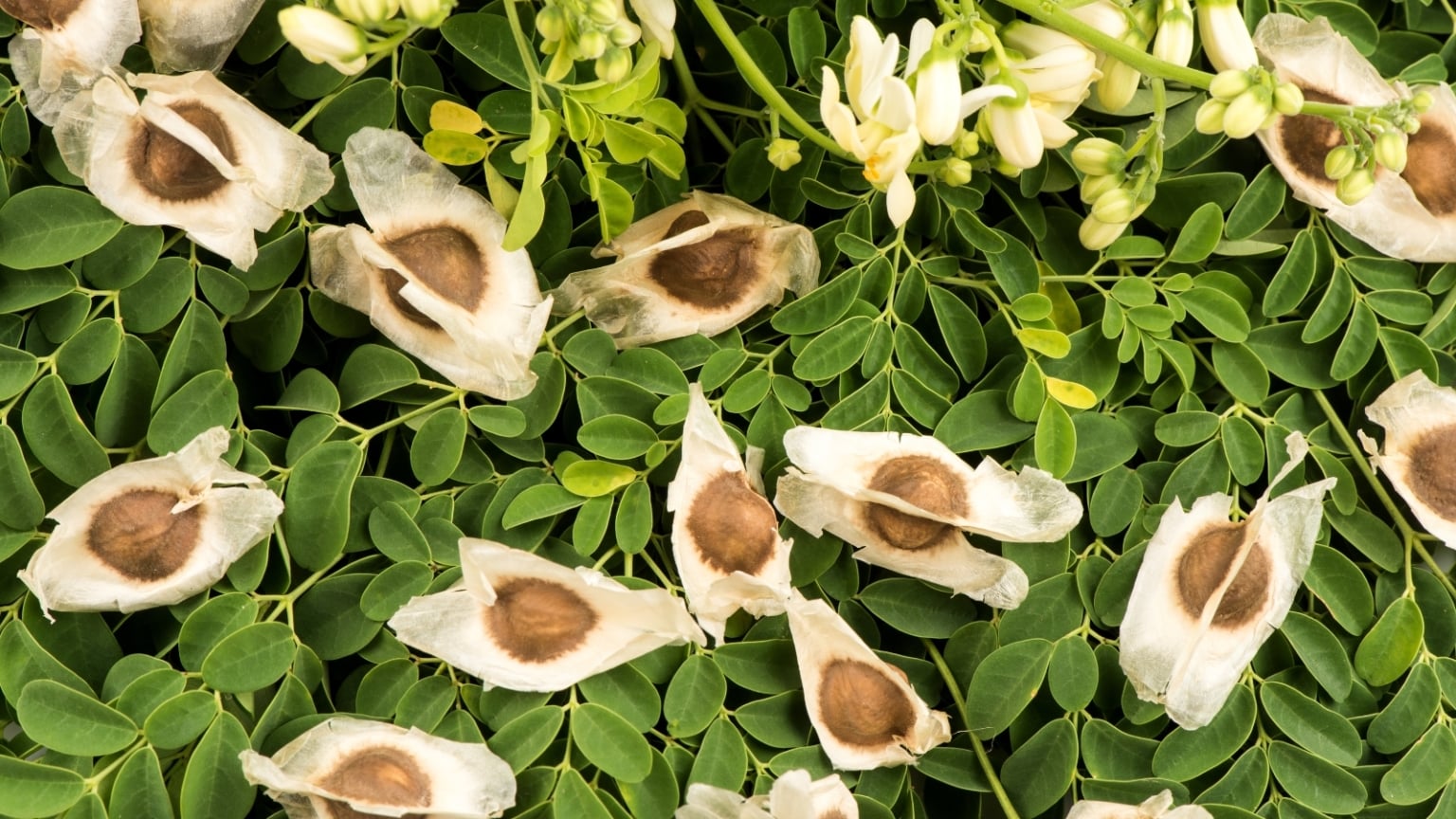 How to Plant, Grow, and Care for Moringa