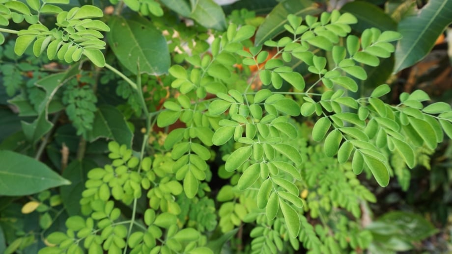 How to Plant, Grow, and Care for Moringa