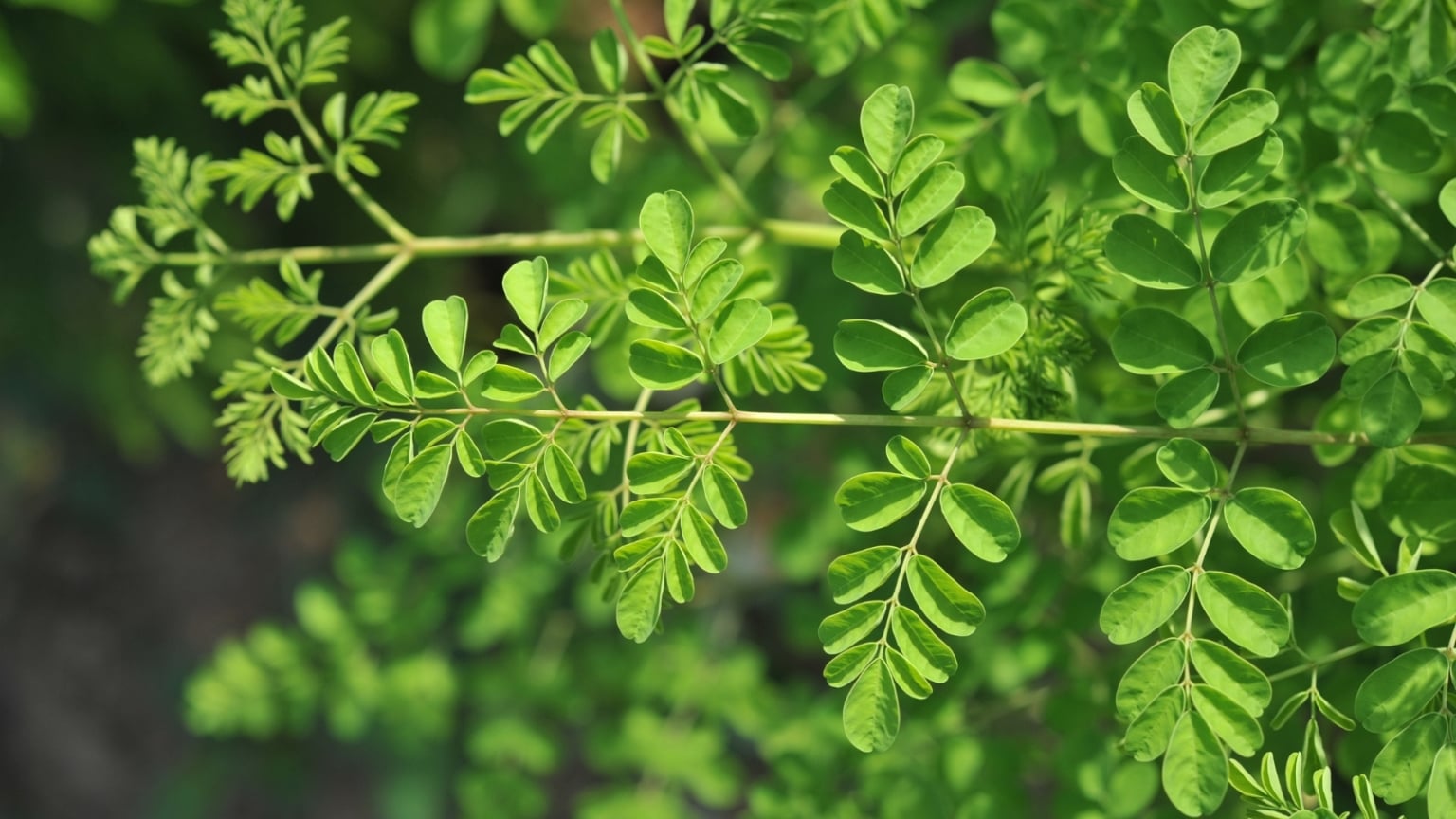 How to Plant, Grow, and Care for Moringa