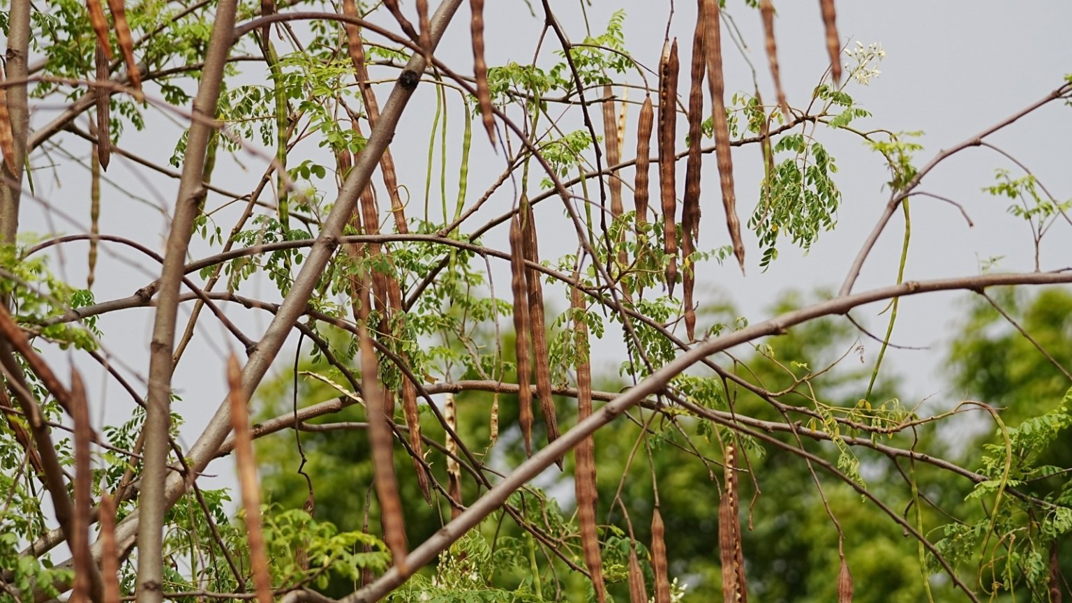 How to Plant, Grow, and Care for Moringa