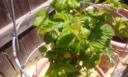 Growing Raspberries In Containers: Doing It Right - Epic Gardening