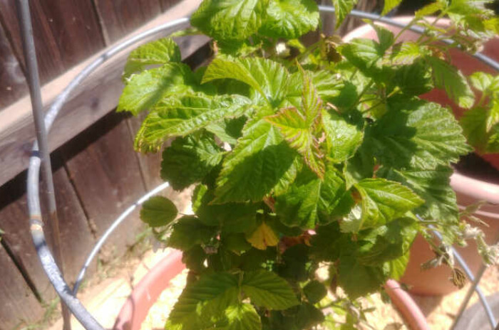 How to Prepare Raspberry Bushes for Winter