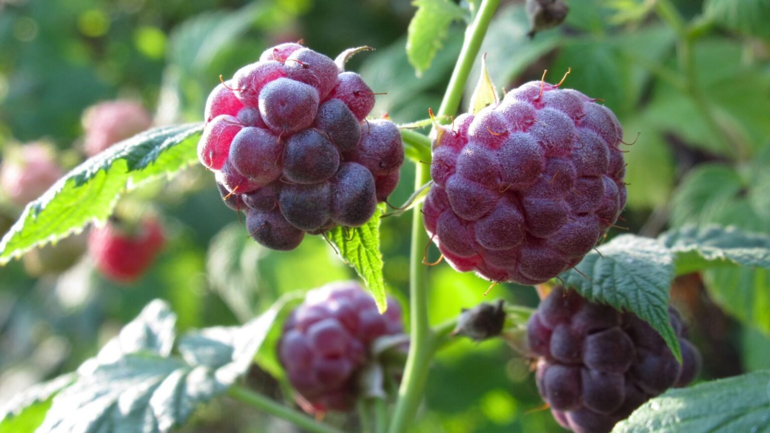 How to Grow Raspberries In Containers
