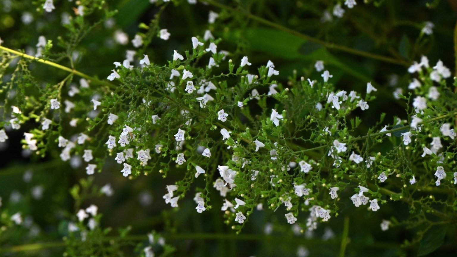 How to Plant, Grow, and Care for Calamint