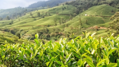 How to Plant and Grow Tea at Home