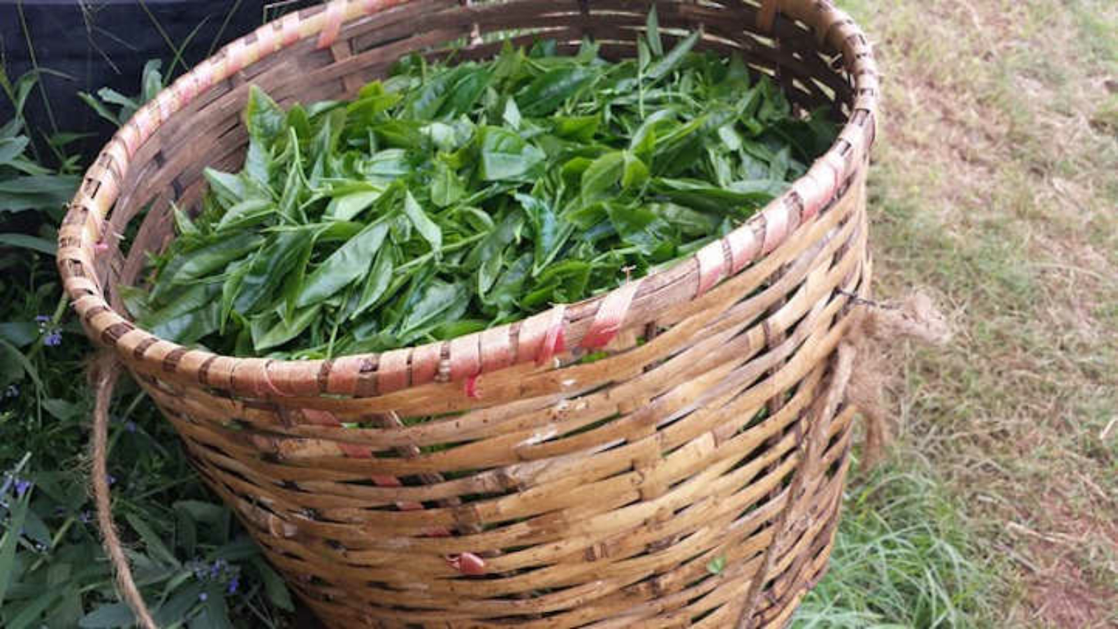 Growing Tea: Finding Zen in the Garden - Epic Gardening