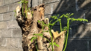 How to Plant, Grow, and Care for Moringa