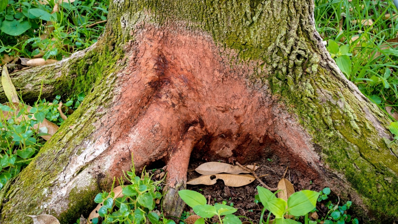 Watering Your Norfolk Island Pine Tree: 5 Pro Tips