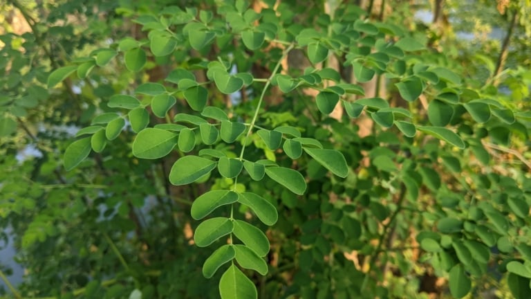 How to Plant, Grow, and Care for Moringa
