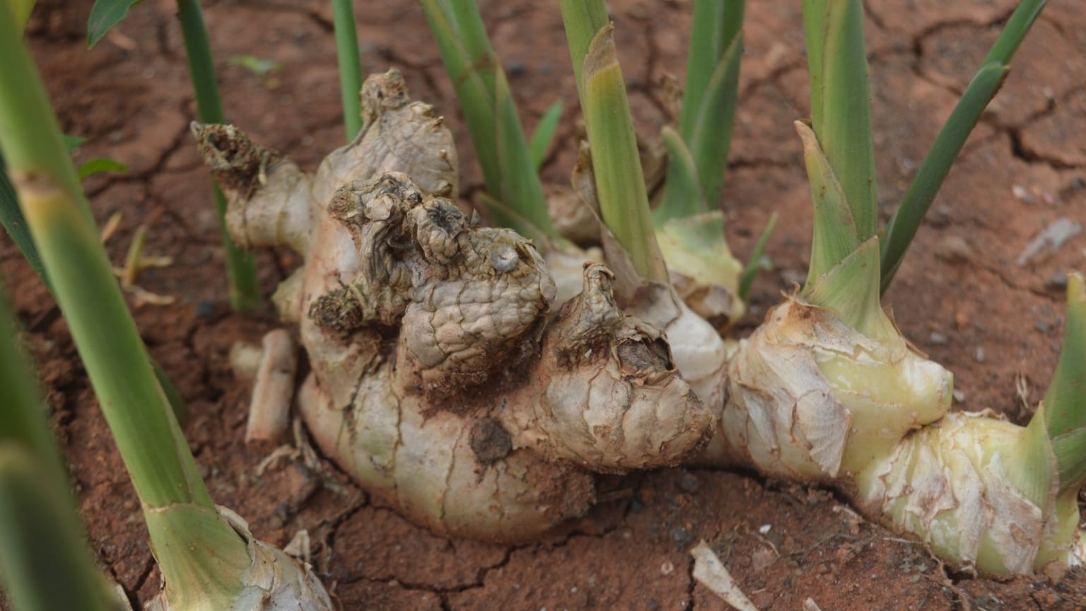 How to Plant, Grow, and Care for Ginger