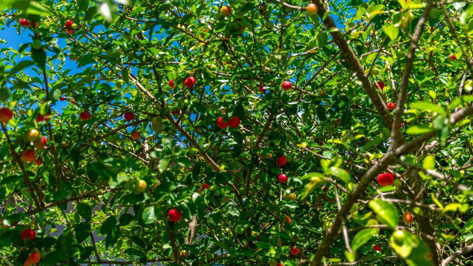 How to Plant, Grow, and Care for Barbados Cherry