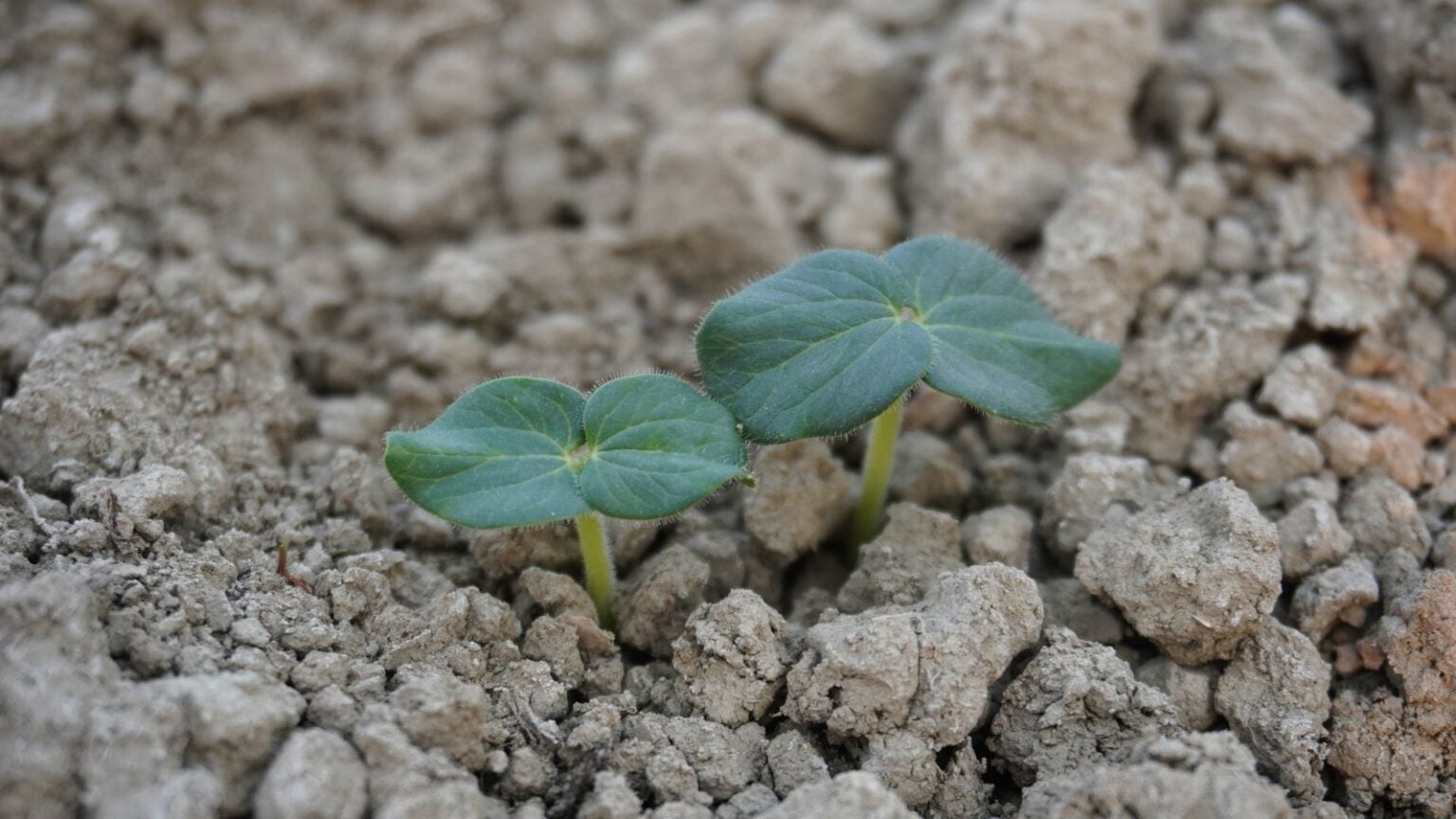How to Plant, Grow, and Care for Okra