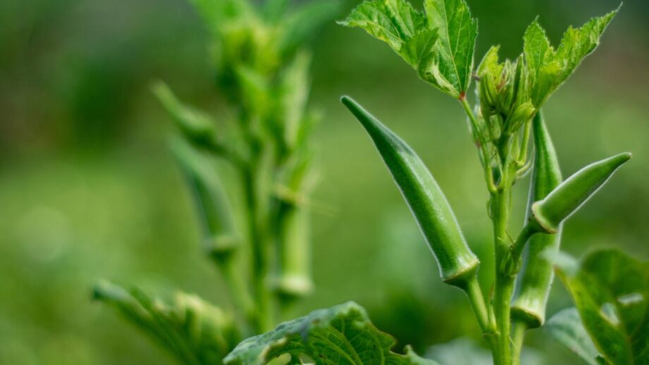 How to Plant, Grow, and Care for Okra