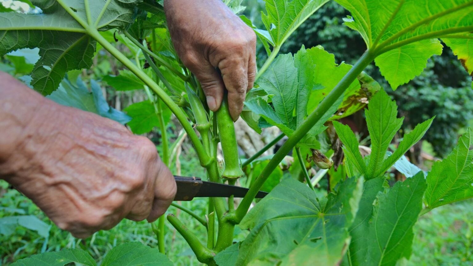How to Plant, Grow, and Care for Okra