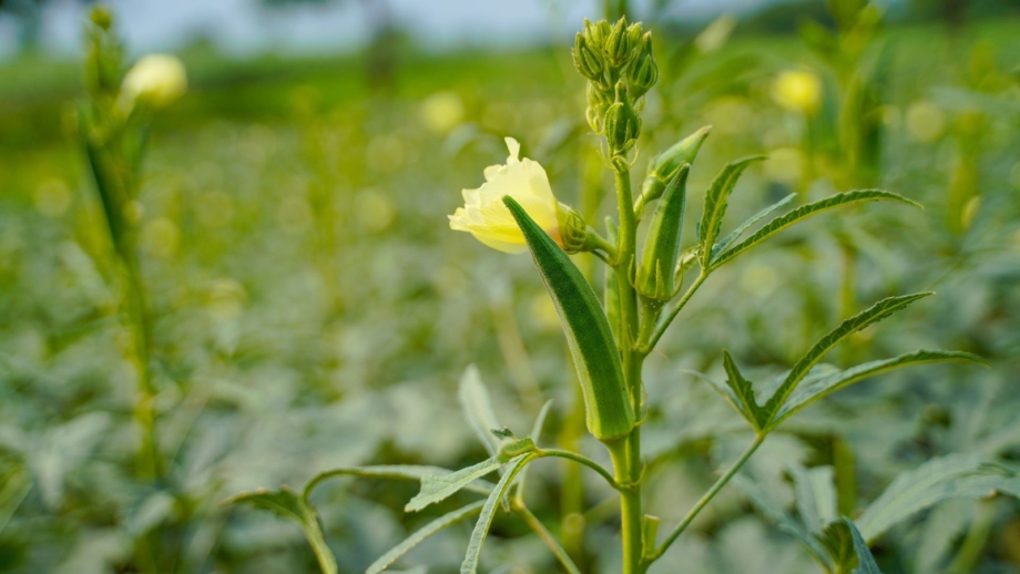 How to Plant, Grow, and Care for Okra