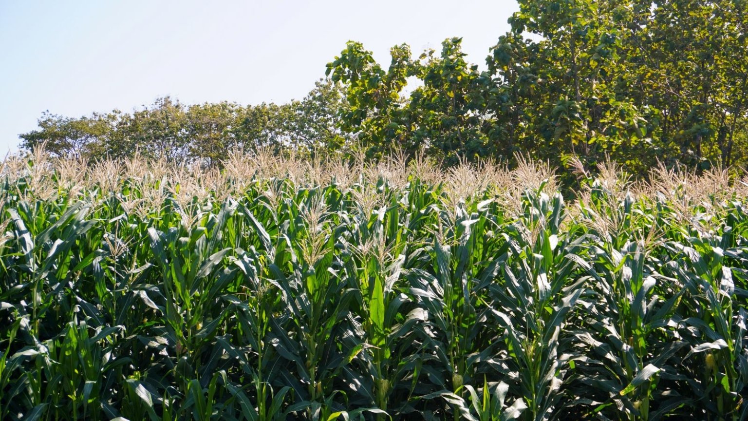 How to Plant, Grow, and Care for Corn