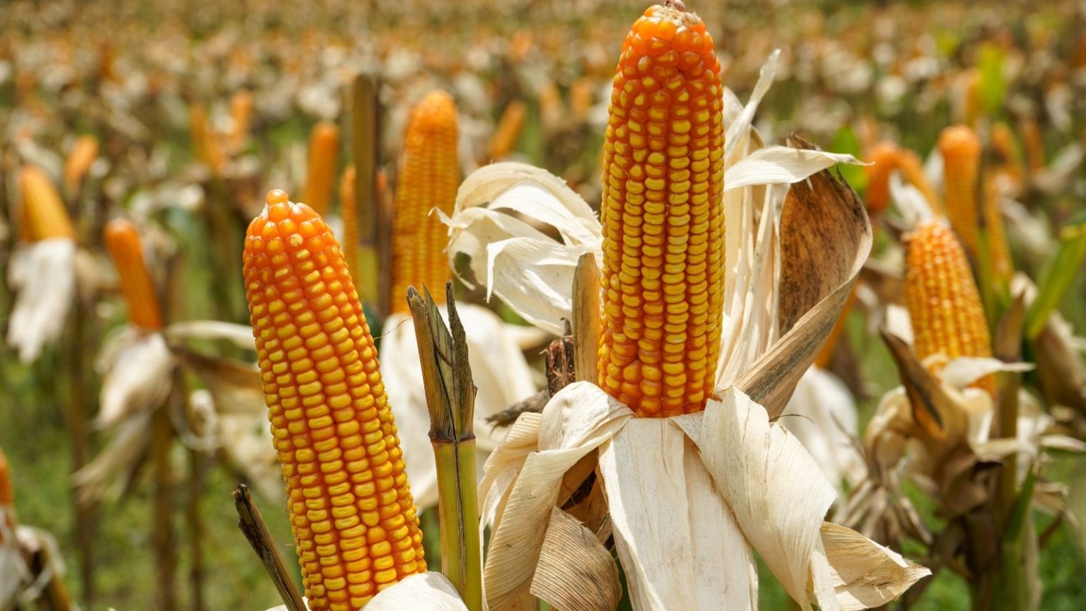 How to Plant, Grow, and Care for Corn